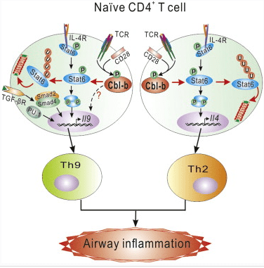 Cbl-b Potential Target for Treating Allergic Asthma - RT Magazine