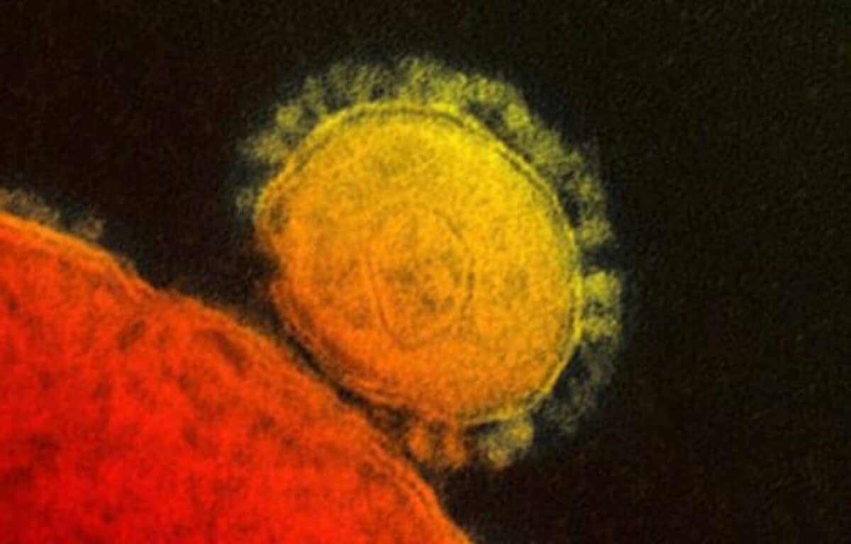 Mers Virus MERS CoV Genome And Schematic Structure Of Viral Proteins