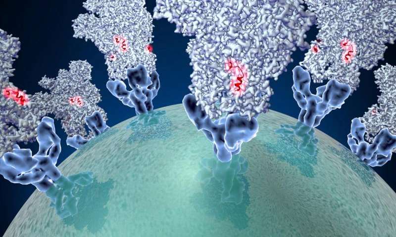 Electron Microscopy Captures Snapshot of Structure Coronaviruses Use to ...