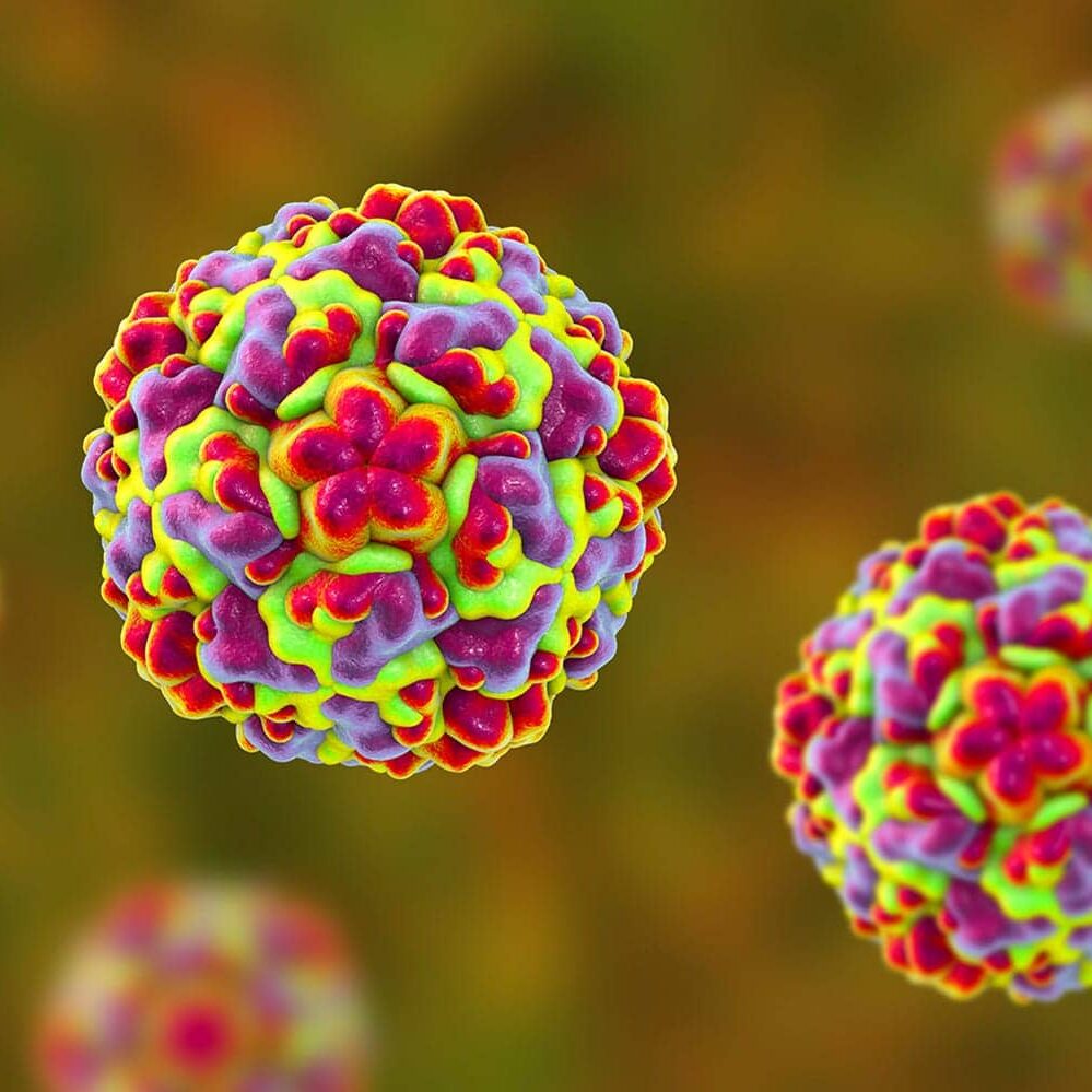 Common Cold Virus Model Could The Bird Flu Become Airborne? The New