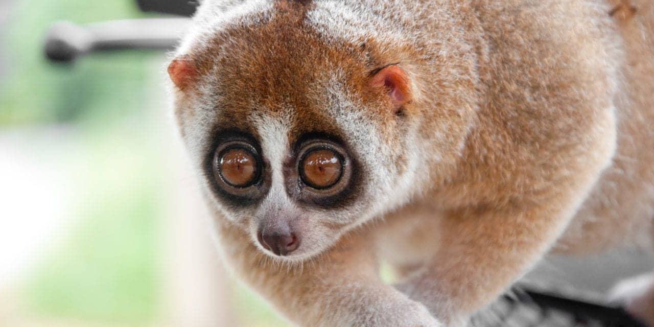 Studying a Venomous Primate to Understand Cat Allergies | RT