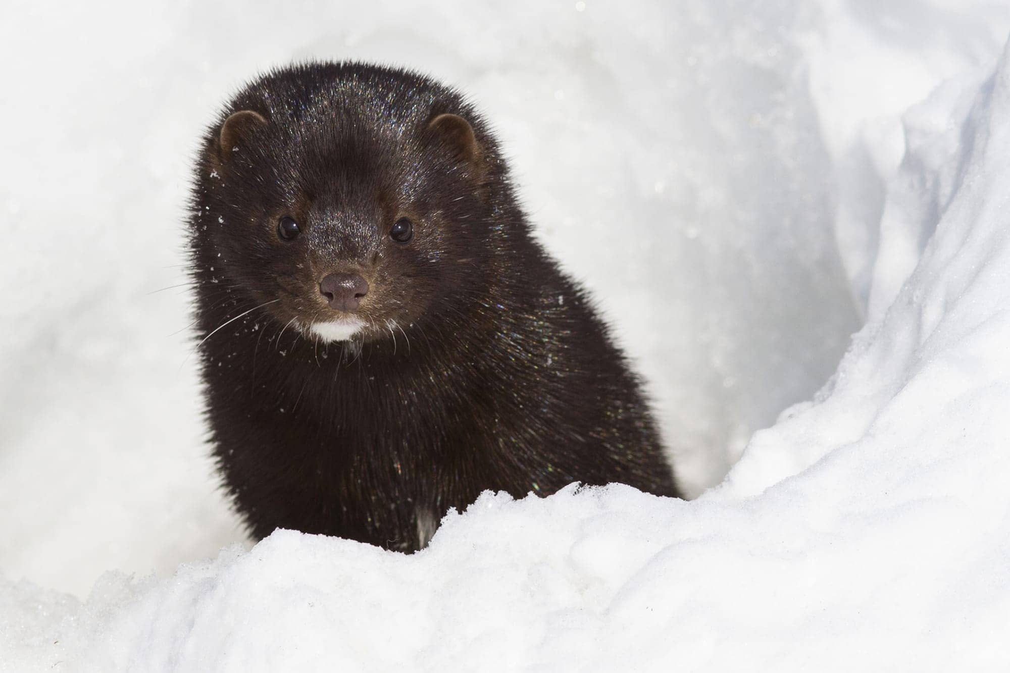 Suspected Mink-to-Human COVID-19 Transmission | Respiratory Therapy