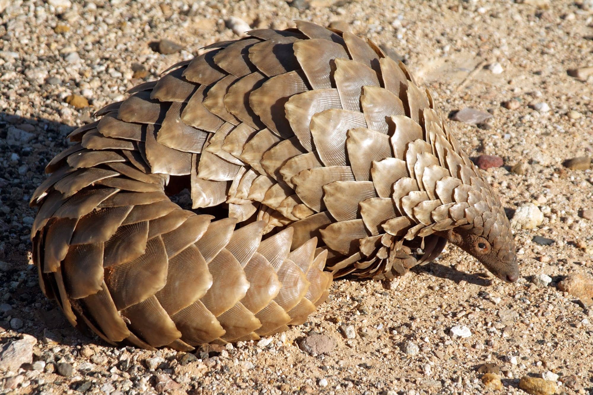 Pangolins Played a Role in Coronavirus Transmission to Humans ...