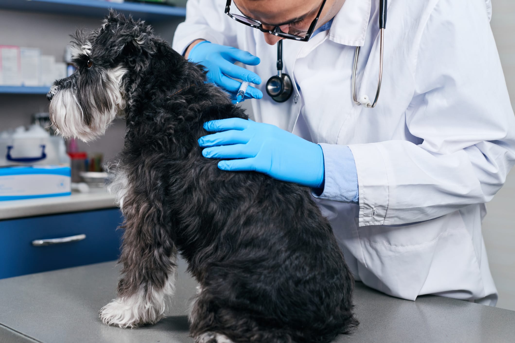 USDA Approves First RNA-Based Dog Flu Vaccine | Respiratory Therapy