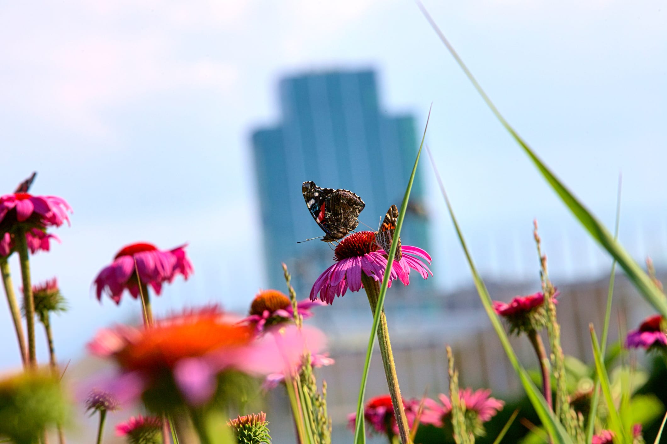 Allergy Sensitization to Pollens and Molds on the Rise | Respiratory ...