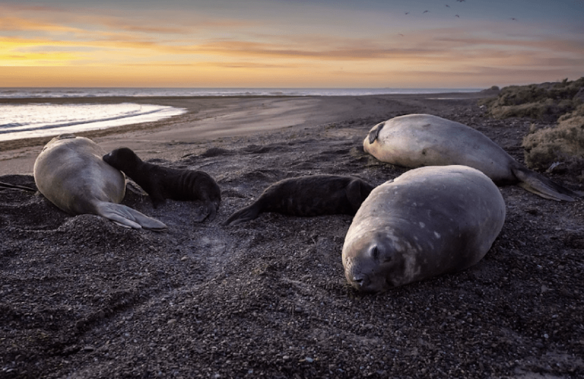 Elephant Seals Southern Elephant Seal Facts | Antarctica Wildlife