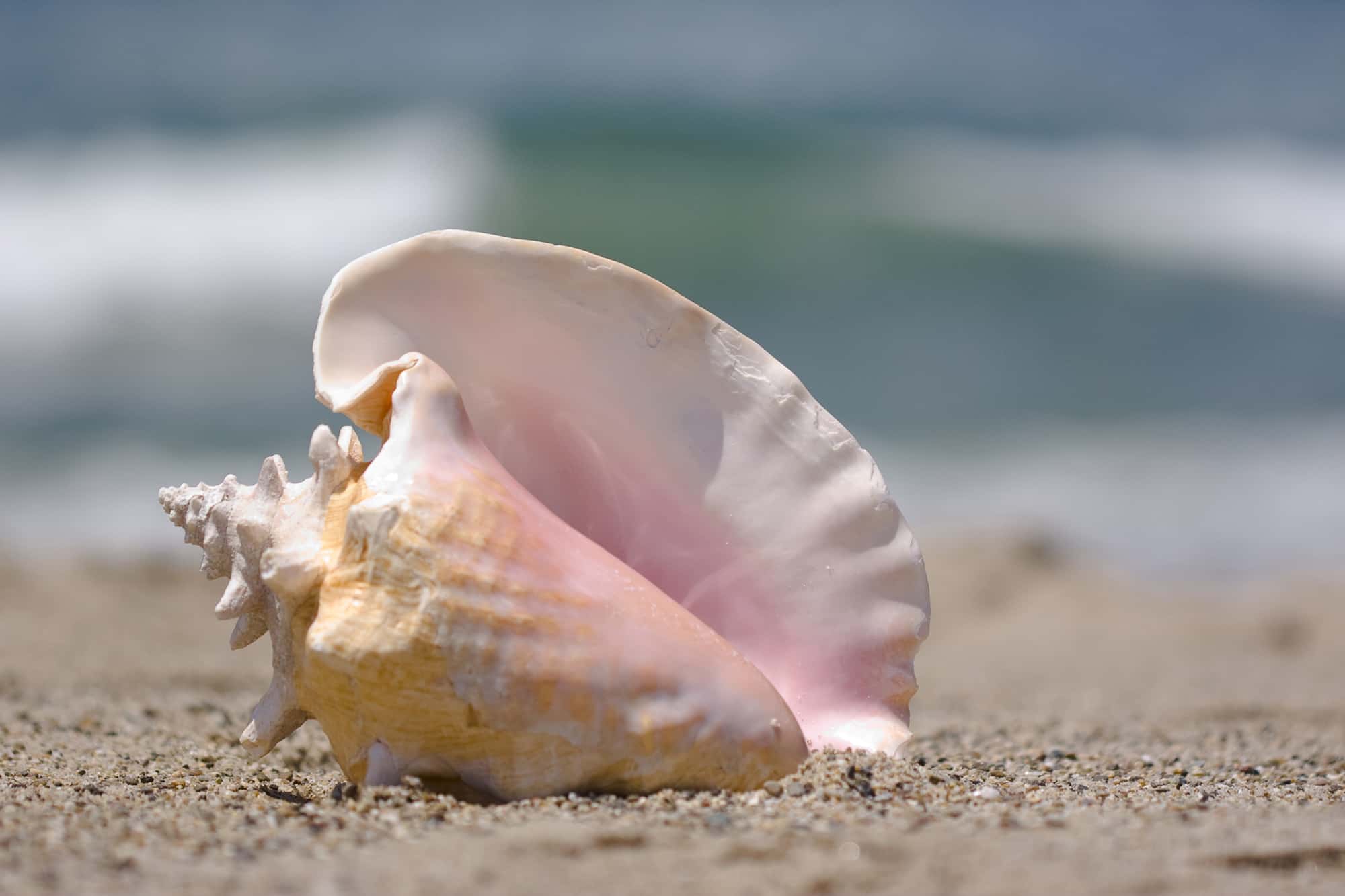 Conch Shell Blowing May Reduce Sleep Apnea Symptoms | RT